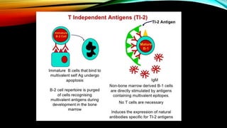 T dependent and t independent antigens | PPTX