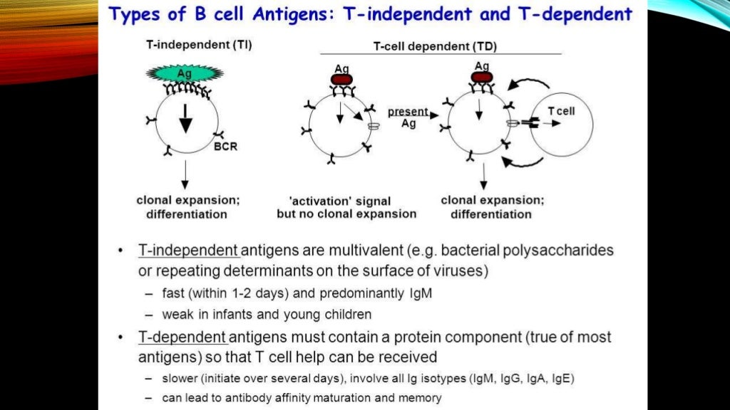 T dependent and t independent antigens T dependent and t independent antigens