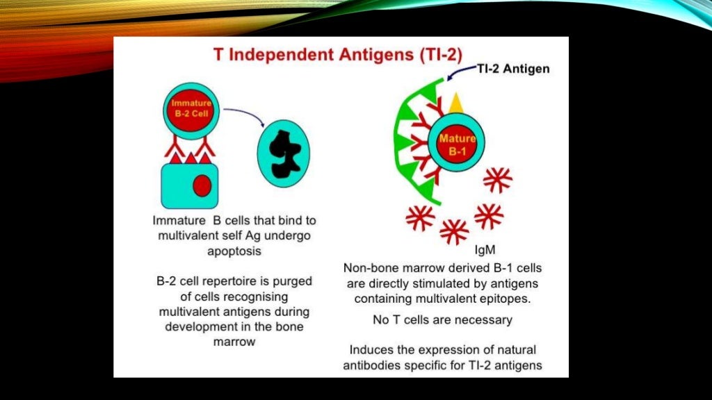 T dependent and t independent antigens