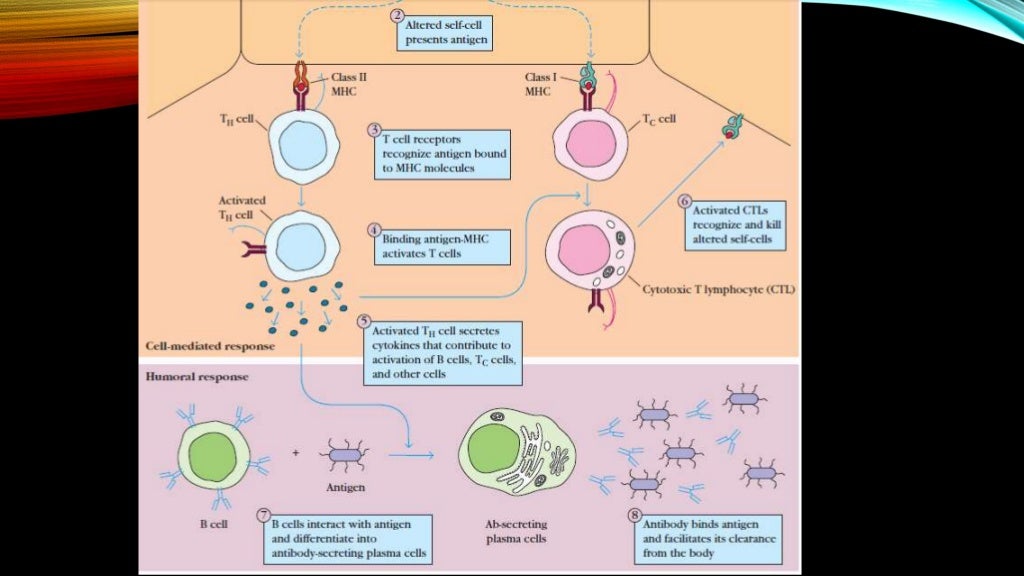 T Dependent And T Independent Antigens