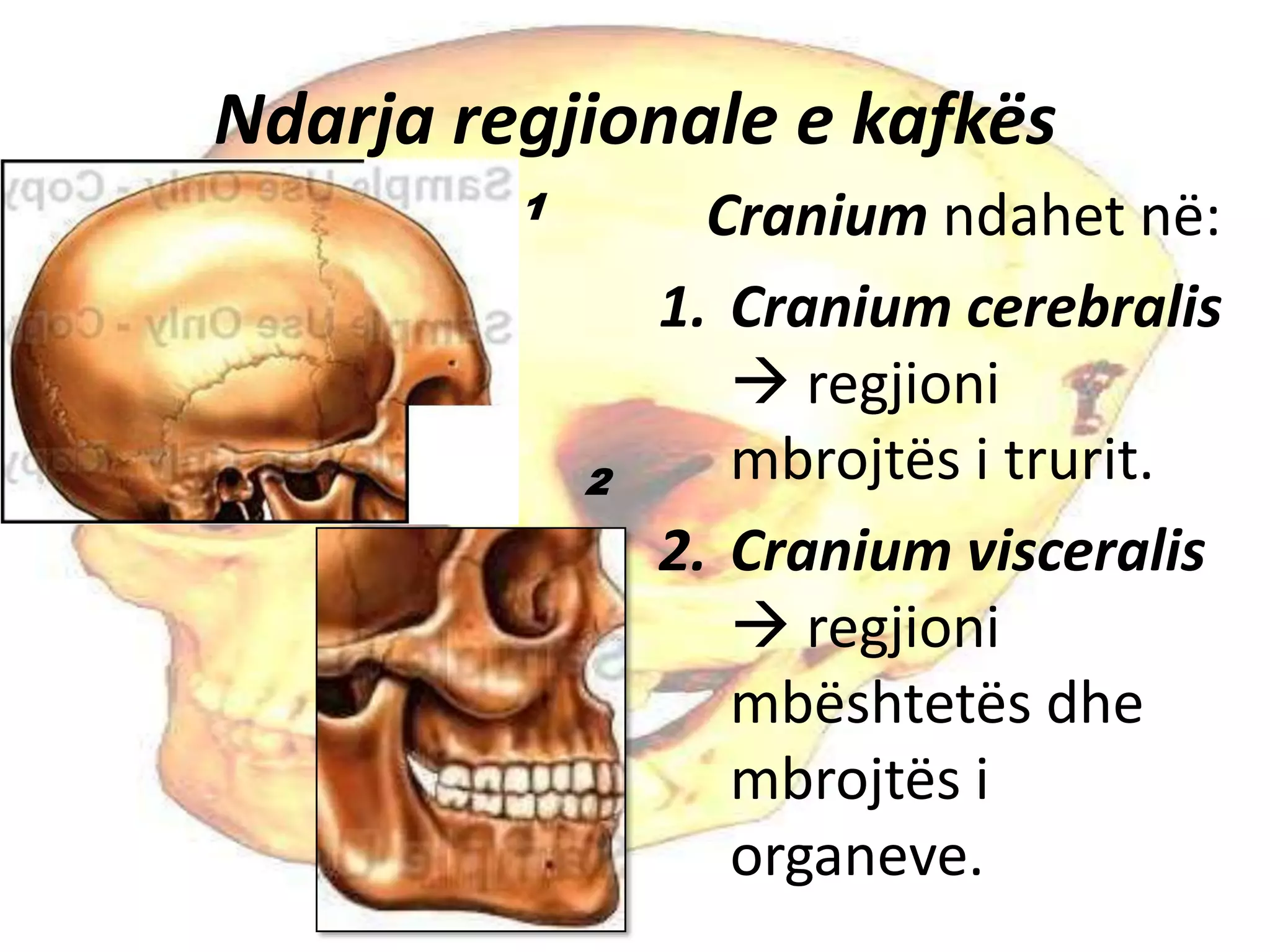 Të dhëna morfo funksionale dhe klinike per kafkën | PPSX