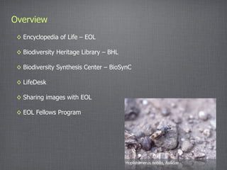 Tdikow Heteroptera Eol Talk | PPT