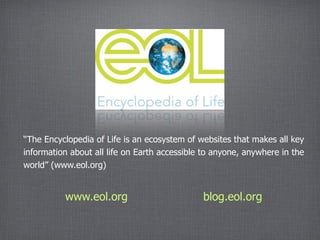 Tdikow Heteroptera Eol Talk | PPT