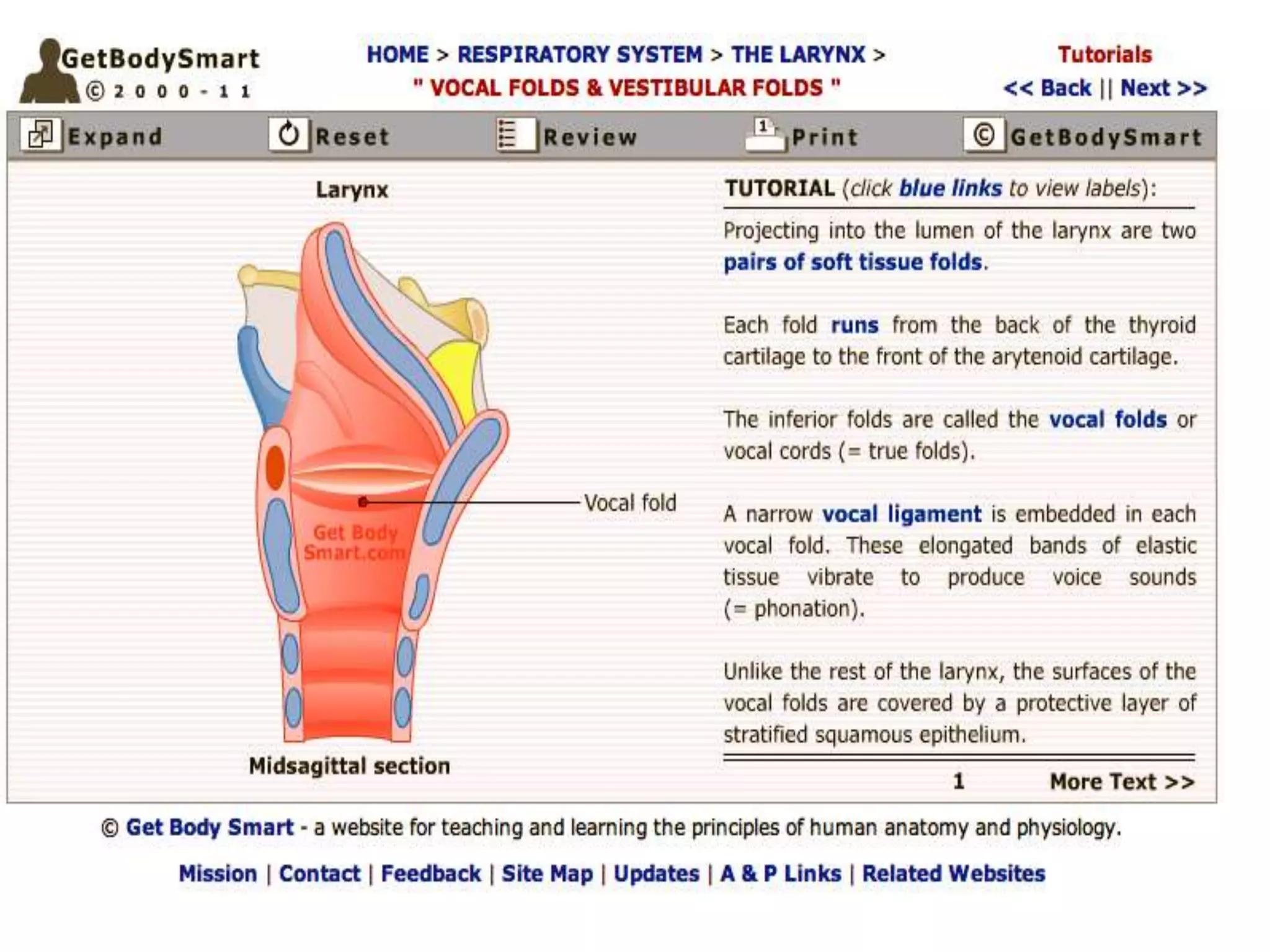 Vocal Anatomy | PPTX