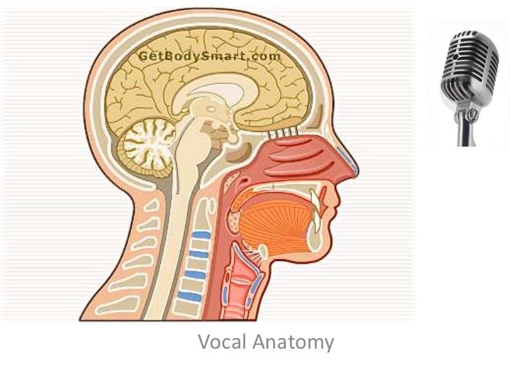 Vocal Anatomy