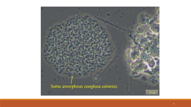 Activated sludge process in wastewater treatment plant | PPTX ...