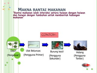Tdp rantai makanan | PPT