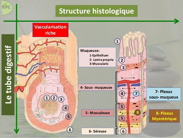 Tube digestif ( sliders 1)