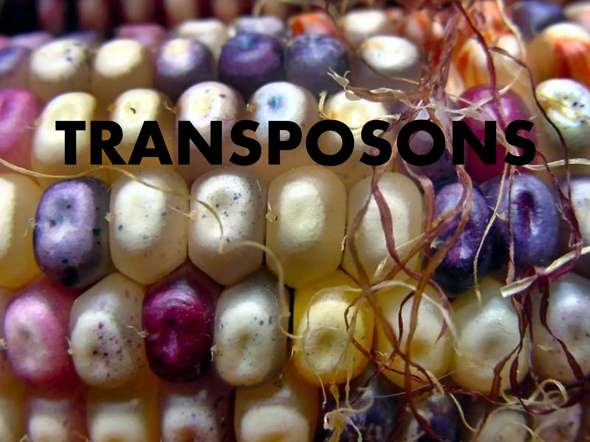 TRANSPOSONS | PPTX