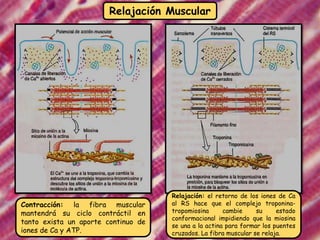 UNIDAD 1 CONTENIDO 2 TEJIDO MUSCULAR | PPTX