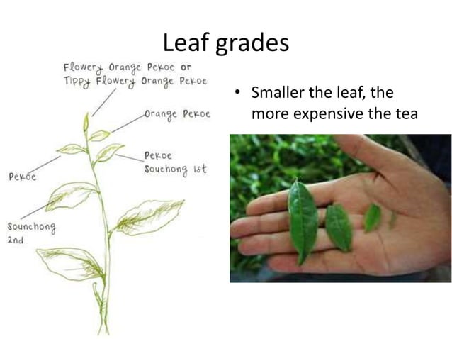 Tea | PPTX | Herbs and Supplements | Alternative Medicine