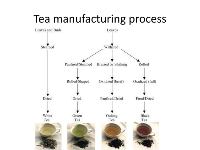 Tea | PPTX | Herbs and Supplements | Alternative Medicine