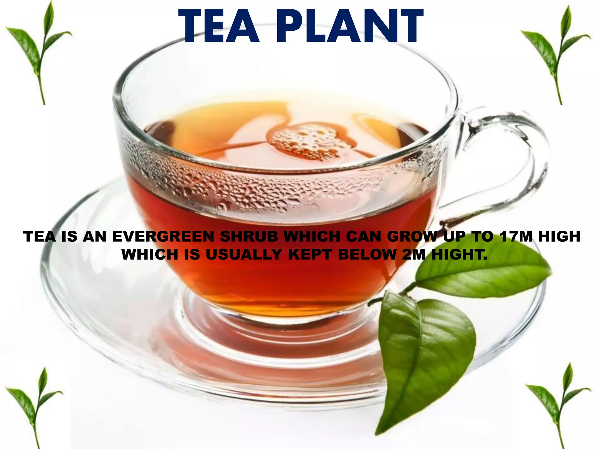 Know about Tea "Camellia Sinesis" | PPTX
