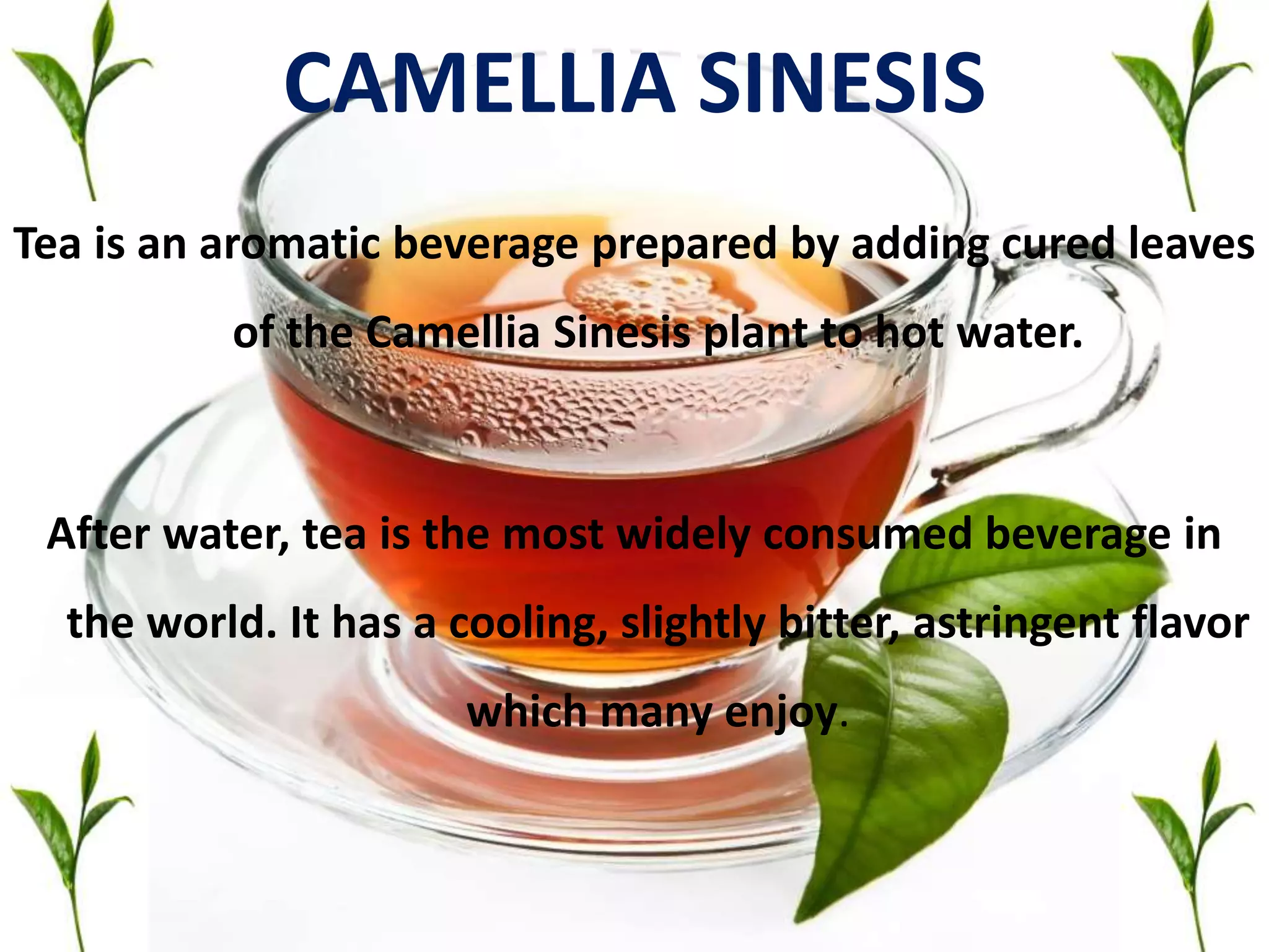 Know about Tea "Camellia Sinesis" | PPTX