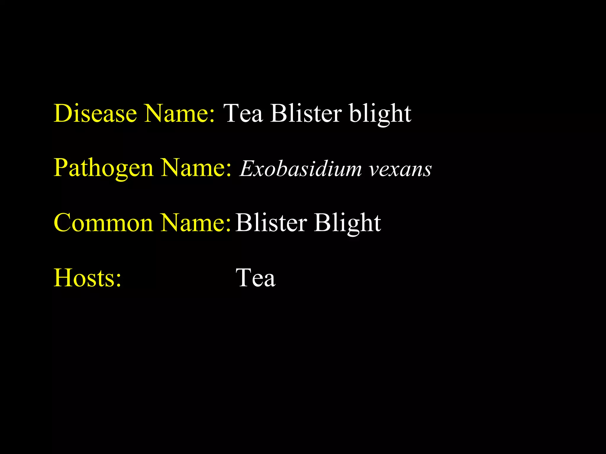 Tea blister blight | PPT