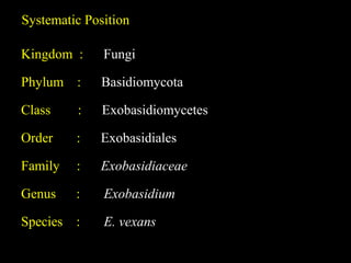 Tea blister blight | PPT