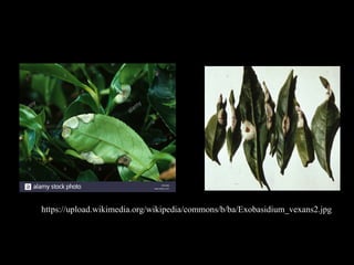 Tea blister blight | PPT