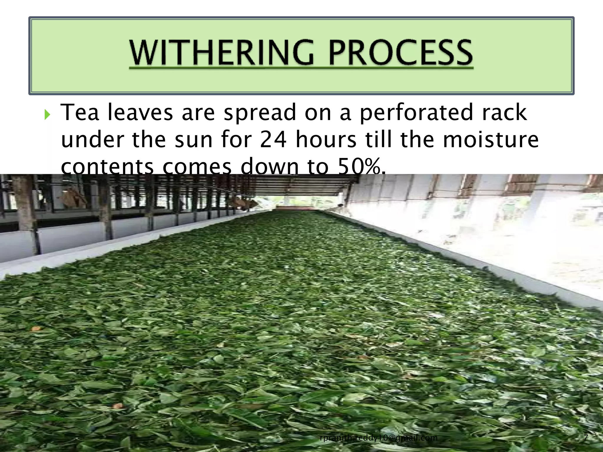 Tea Manufacturing Process | PPTX
