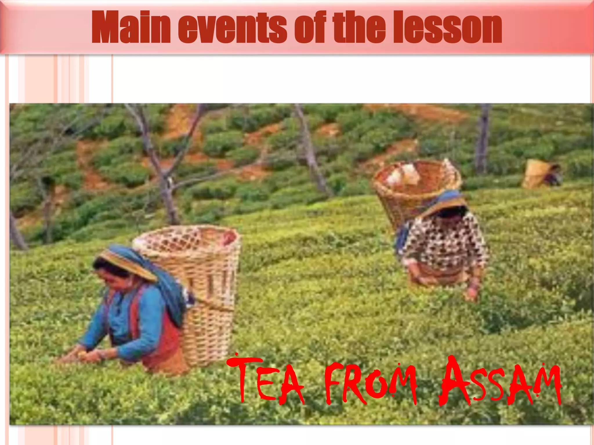 Tea from assam | PPTX