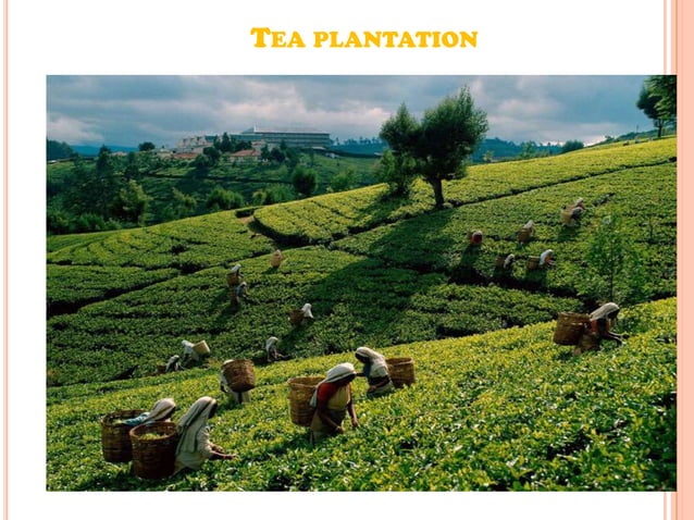 Tea from assam | PPTX | Asia Travel | Travel Locations