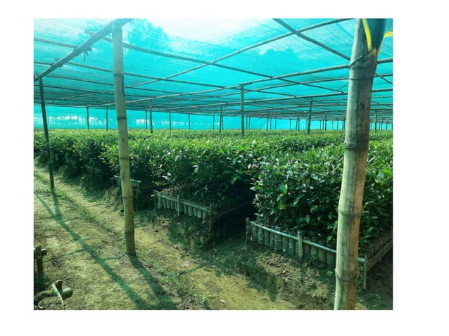 Tea exports economic growth of tea plantations | PPT