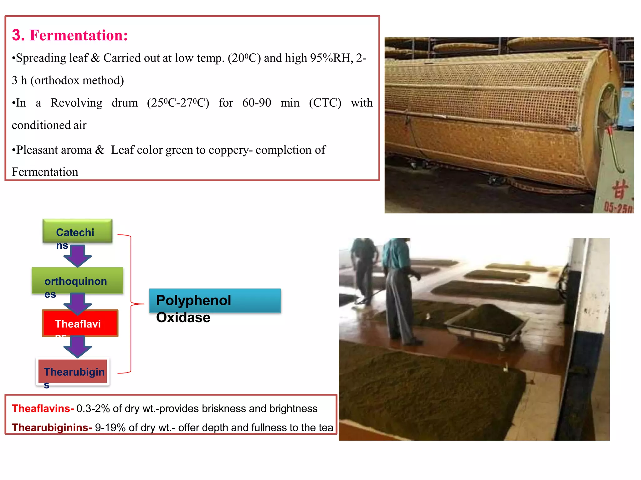 Tea- cultivation and processing.pptx
