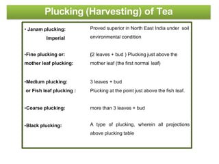 Tea- cultivation and processing.pptx