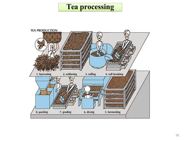 Tea- cultivation and processing.pptx