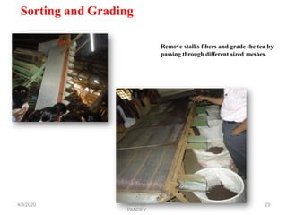 Tea- cultivation and processing.pptx