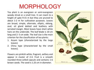 Tea- cultivation and processing.pptx