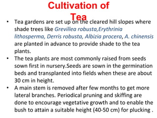 Tea- cultivation and processing.pptx