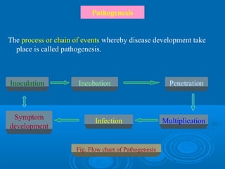 Tea Disease Management | PPT