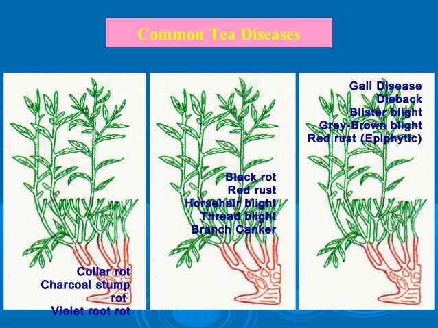 Tea Disease Management