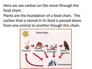 CARBON CYCLE (teach) | PPTX