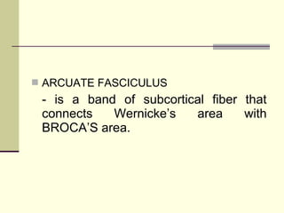 BIOLOGICAL BASIS OF LANGUAGE LEARNING | PPT