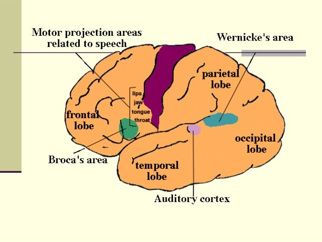 BIOLOGICAL BASIS OF LANGUAGE LEARNING
