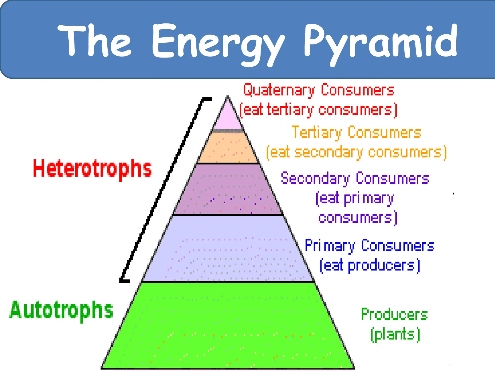 Teacher Food Chains Webs and Energy Pyramids Ppt.pptx
