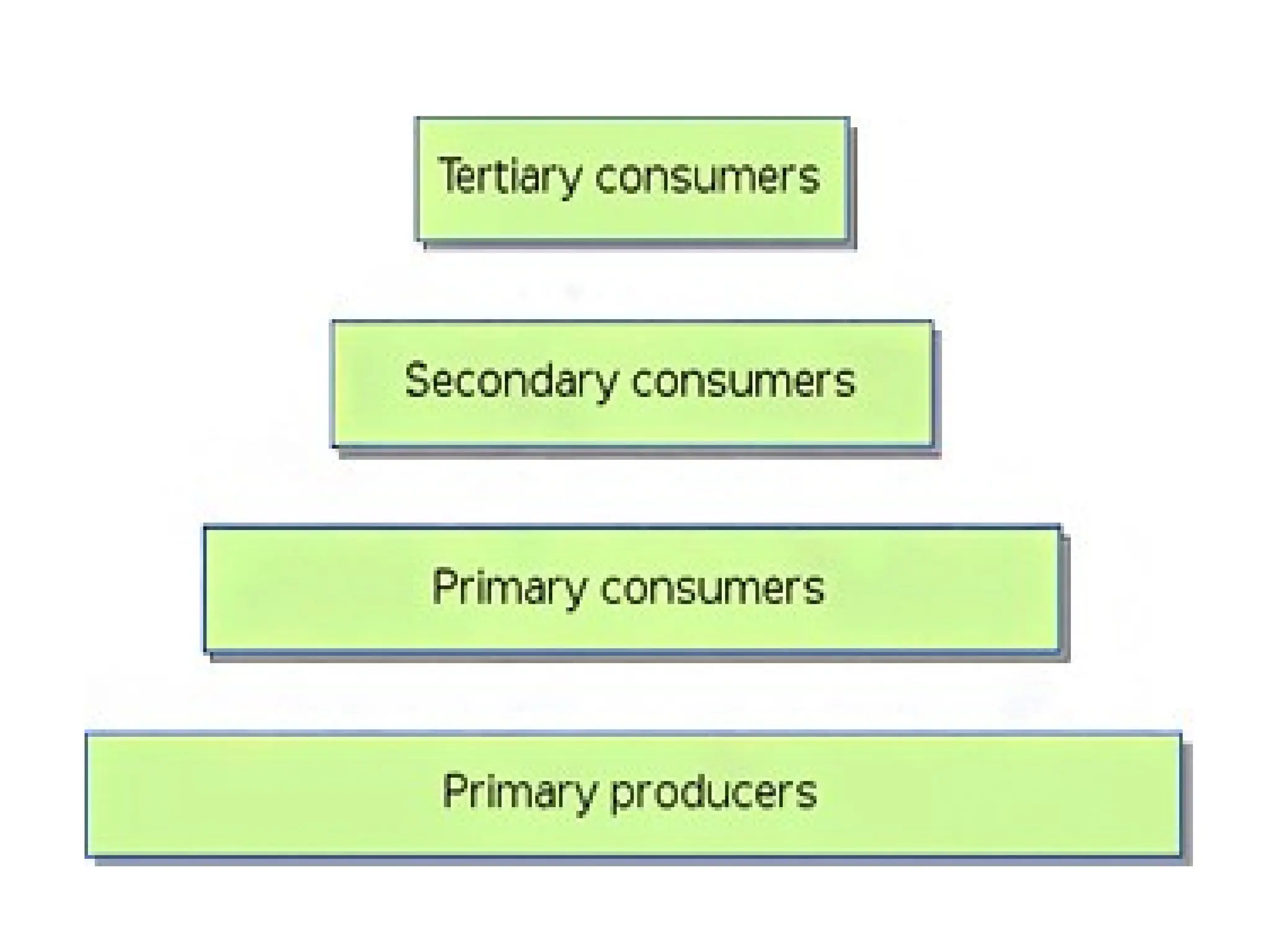 Teacher Food Chains Webs and Energy Pyramids Ppt.pptx
