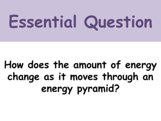 Teacher Food Chains Webs and Energy Pyramids Ppt.pptx