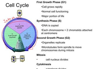Teacher mitosis | PPT