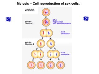 Teacher mitosis | PPT