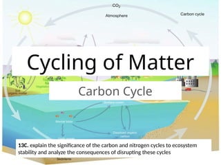 Teacher Version - Carbon and Nitrogen Cycle Biology TEK 12C | PPTX