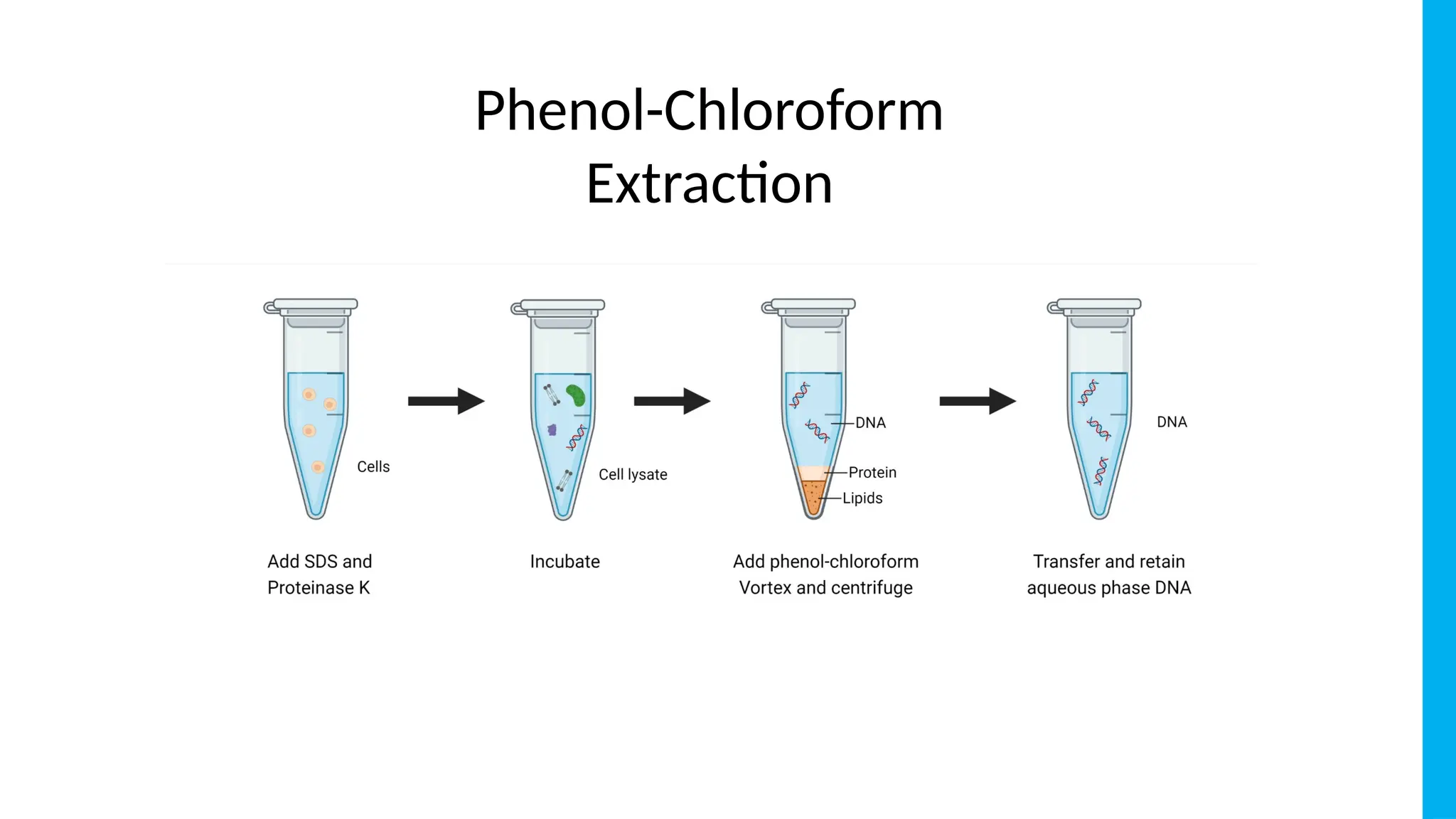 Deoxyribonuclease extraction protocols2.pptx