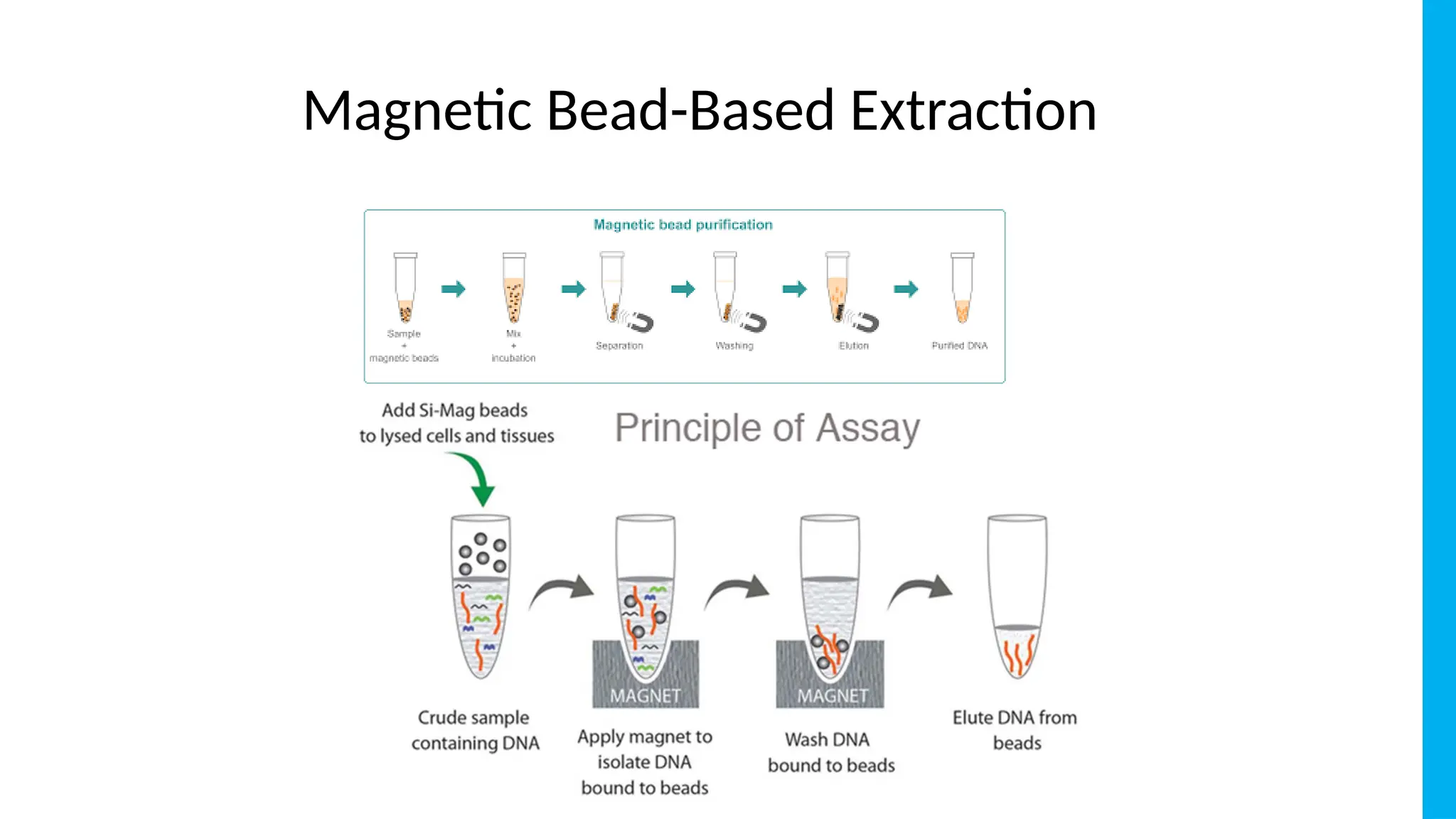 Deoxyribonuclease extraction protocols2.pptx