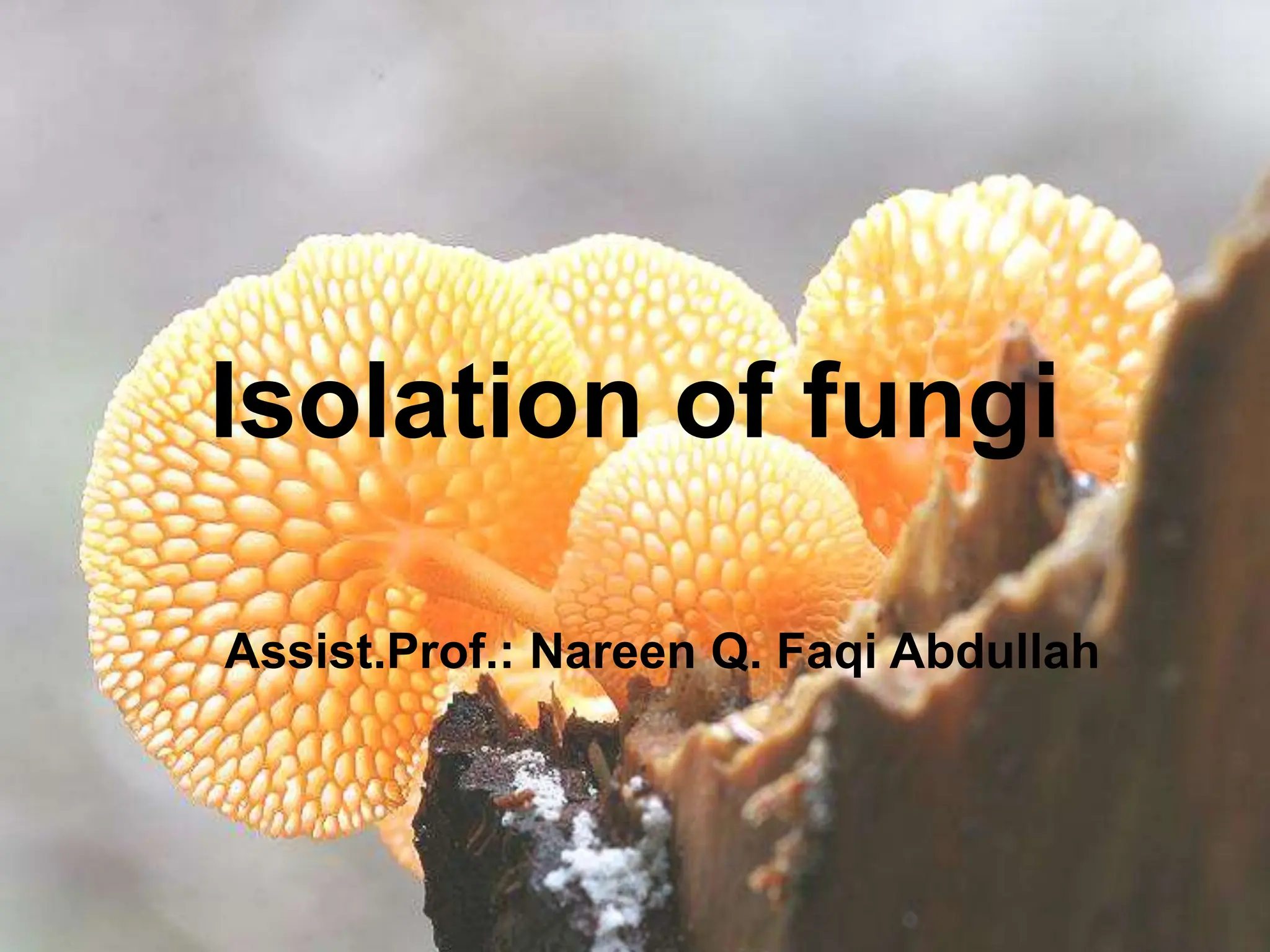 isolation of fungi for microbiology undergraduate .ppt