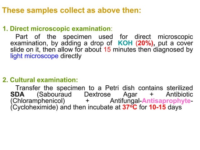 isolation of fungi for microbiology undergraduate .ppt | Biological Sciences | Science