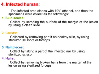 isolation of fungi for microbiology undergraduate .ppt | Biological ...