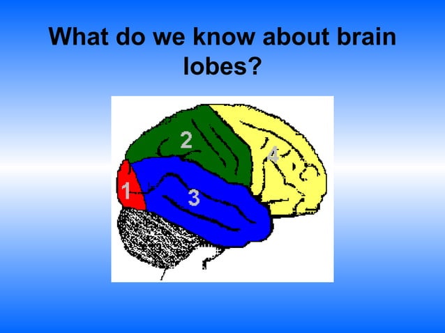 Teaching EFL with the Brain in mind | PPT