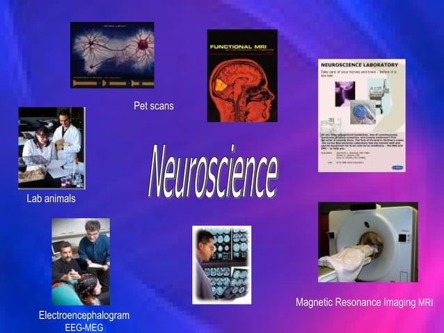 Teaching EFL with the Brain in mind | PPT