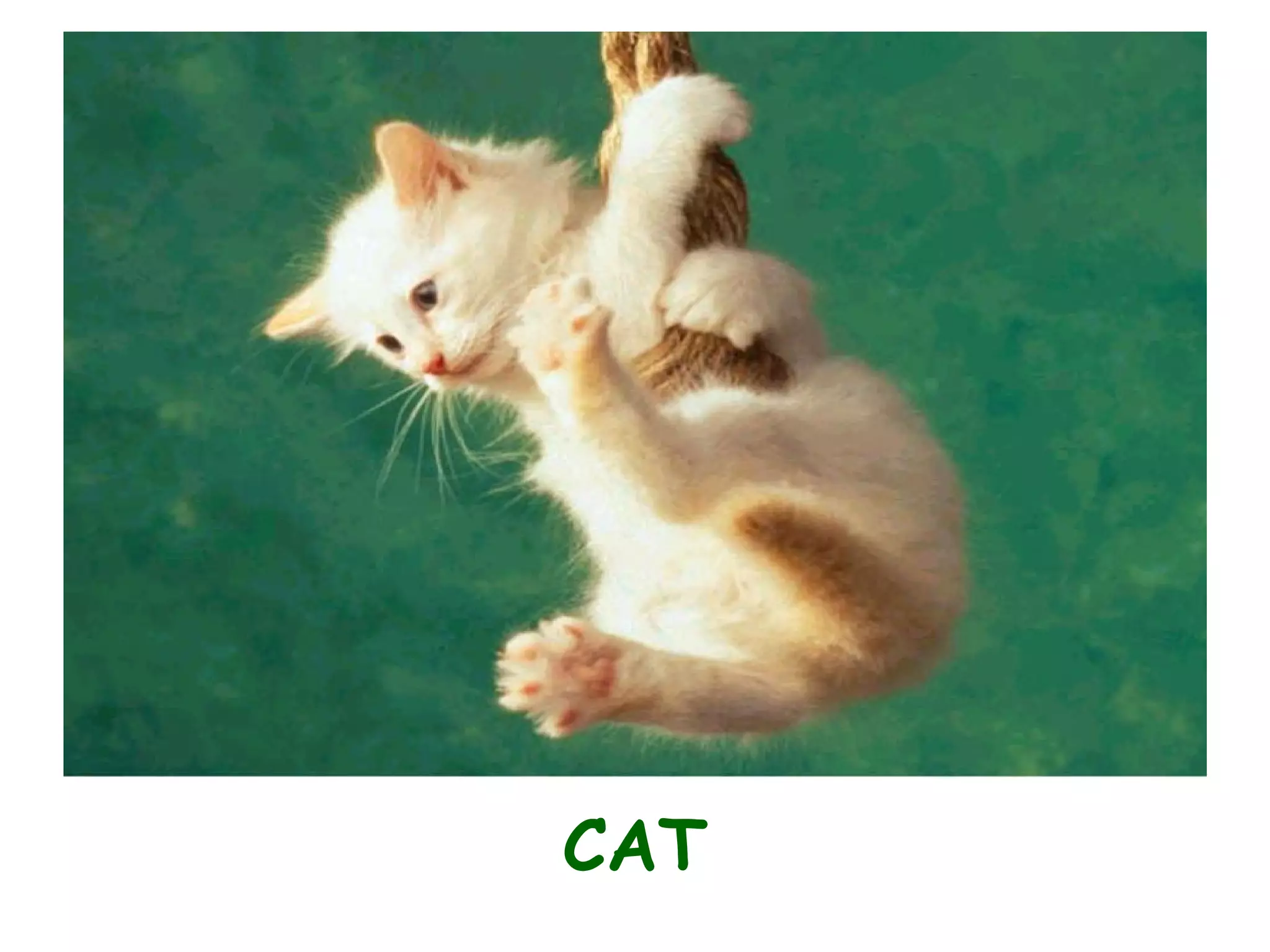 Teaching Animals for children | PPT